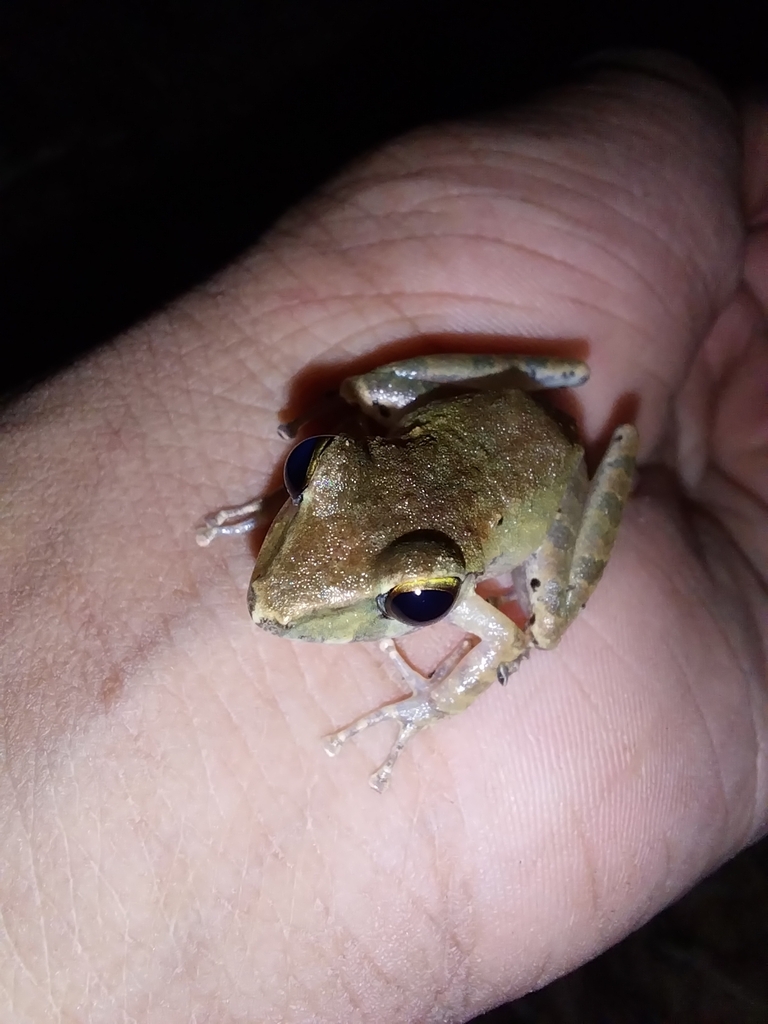 Charlotteville Robber Frog in August 2023 by Saifudeen Muhammad ...