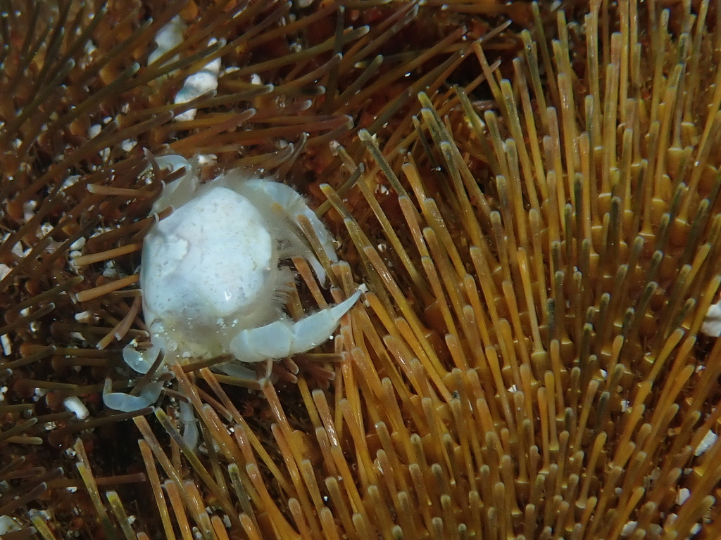 Heart Urchin Pea Crab from Anthony's Key, Sandy Bay, Honduras on August ...