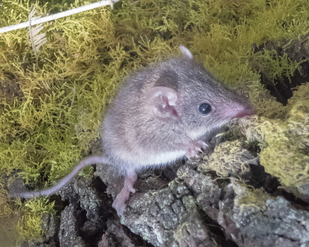 Agile Antechinus (Antechinus agilis) - Know Your Mammals