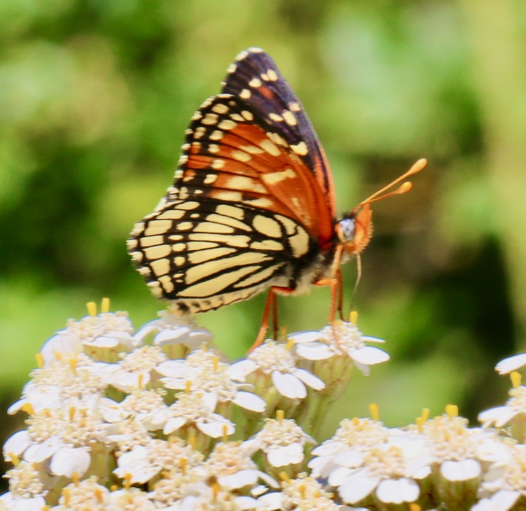 Leanira Checkerspot from Santa Clara County, CA, USA on May 31, 2023 at ...