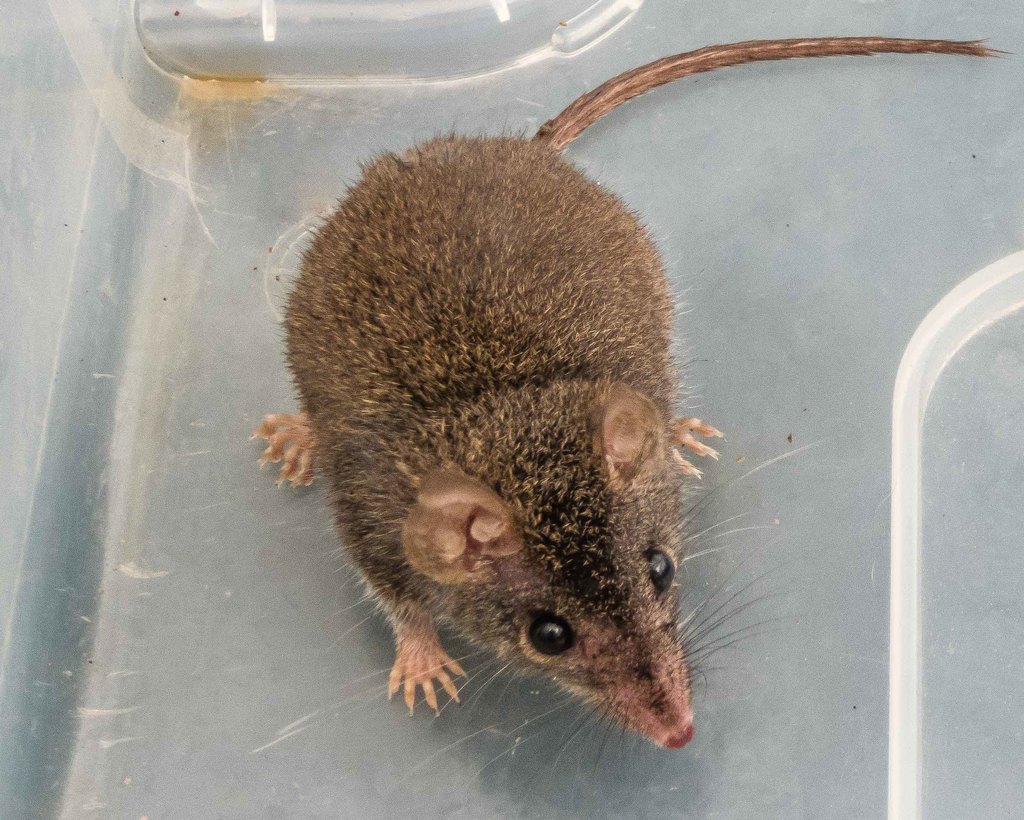 Agile Antechinus (Antechinus agilis) - Know Your Mammals