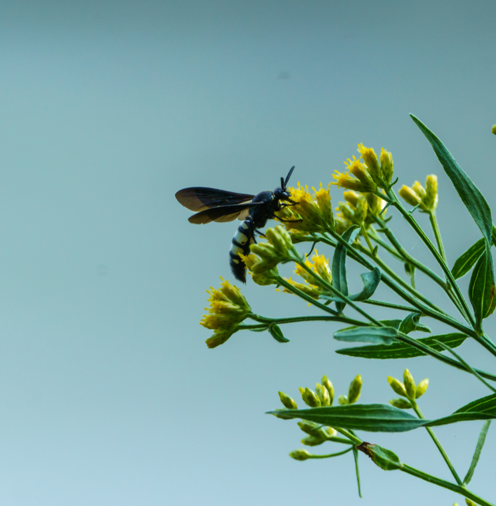 Double-banded Scoliid Wasp from Jasper County, IL, USA on August 29 ...