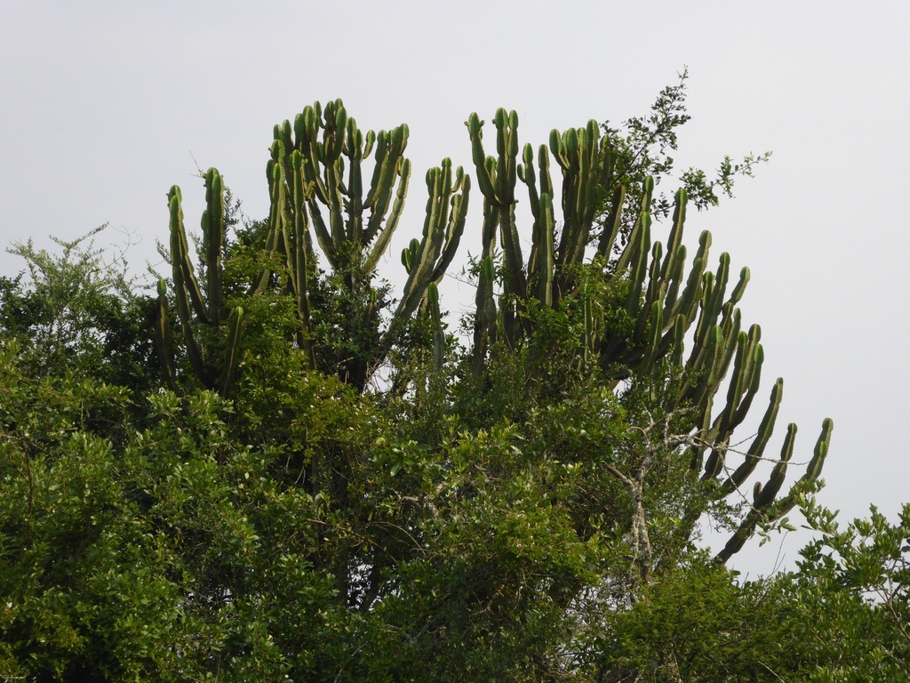 Angola Tree-Euphorbia from Kirehe, Ruanda on January 11, 2018 at 03:28 ...