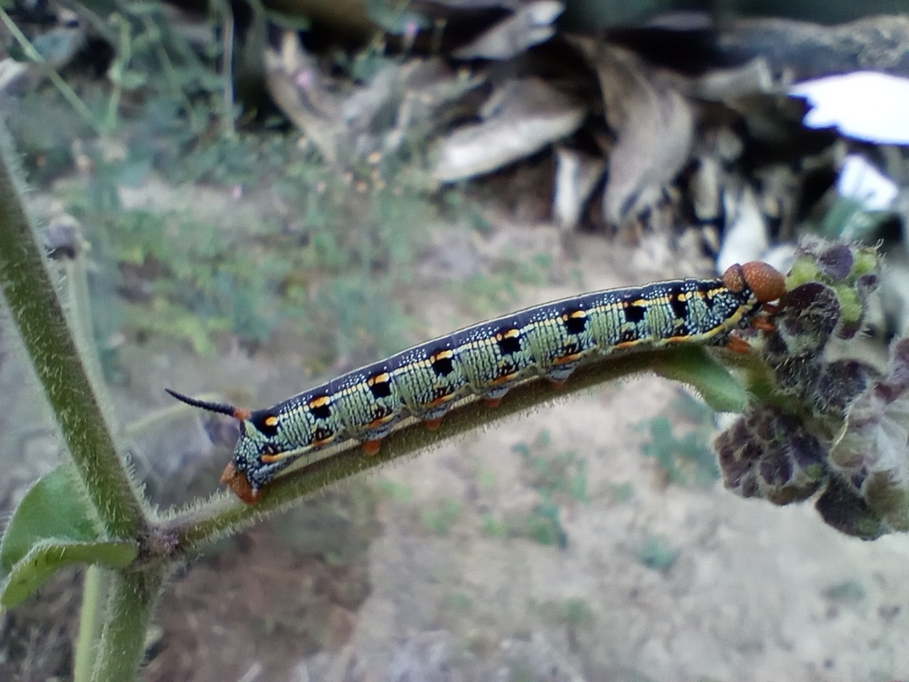 White-lined Sphinx from Atltzayanca, Tlax., México on July 12, 2023 at ...