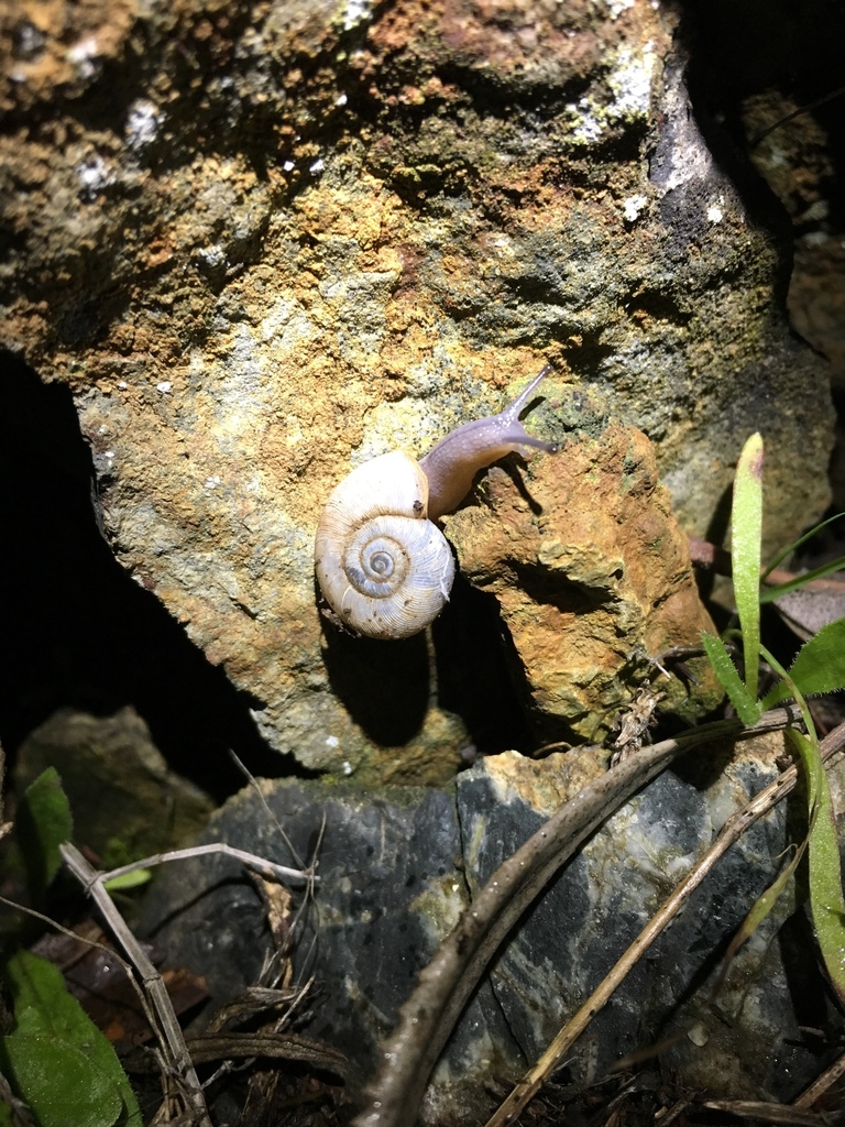 Haplotrema in February 2019 by John Martin · iNaturalist