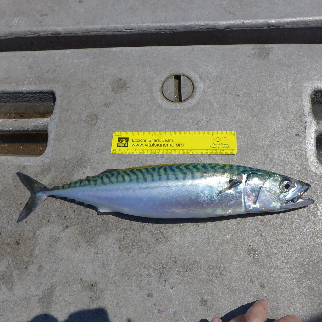 Atlantic Mackerel on June 30, 2015 at 03:20 PM by Julek Chawarski ...