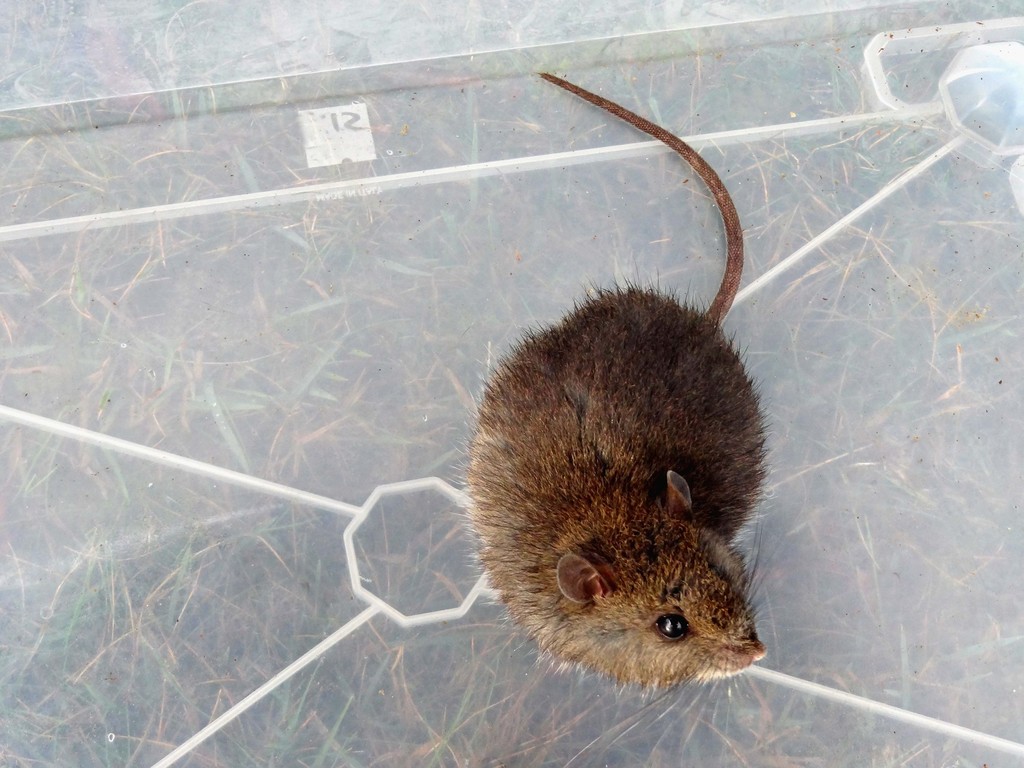 Australian Bush Rat (Rattus fuscipes) - Know Your Mammals