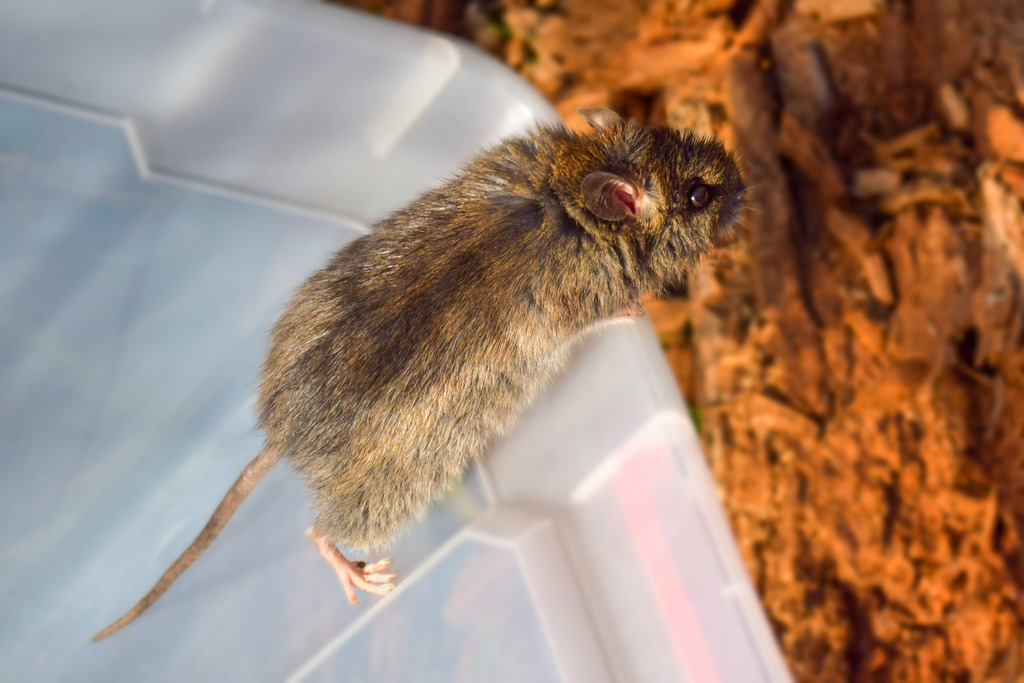 Australian Bush Rat (Rattus fuscipes) - Know Your Mammals