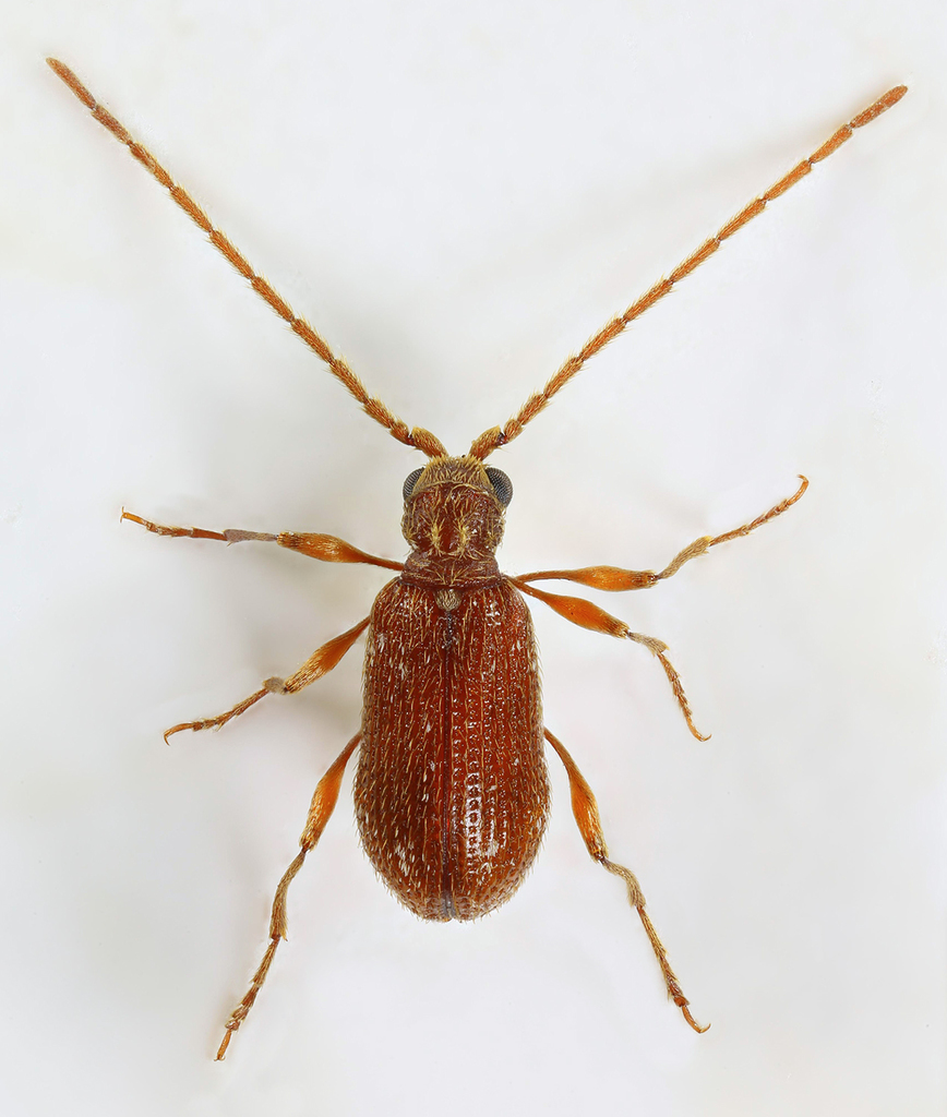 White-marked Spider-beetle (Madeira Käfer) · iNaturalist