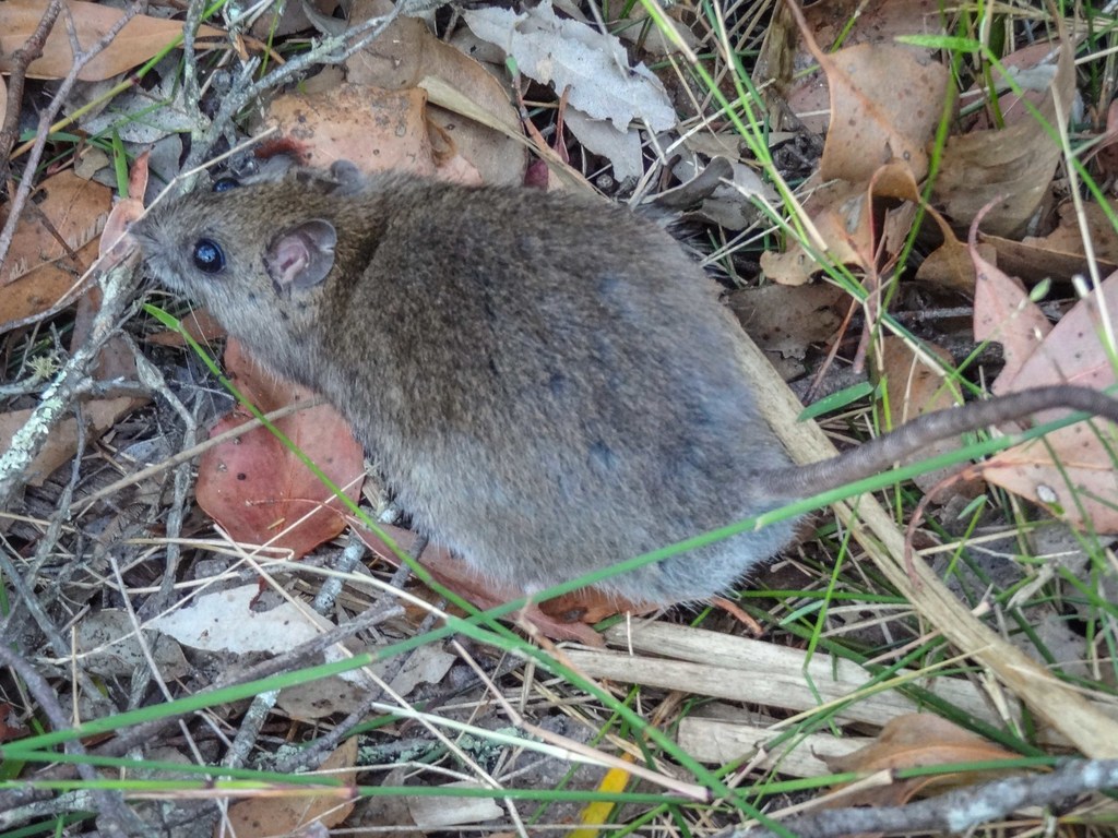 Australian Bush Rat (Rattus fuscipes) - Know Your Mammals