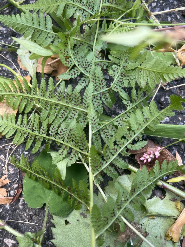 northern lady fern from Ransom Rd, Newton, MA, US on August 1, 2023 at ...