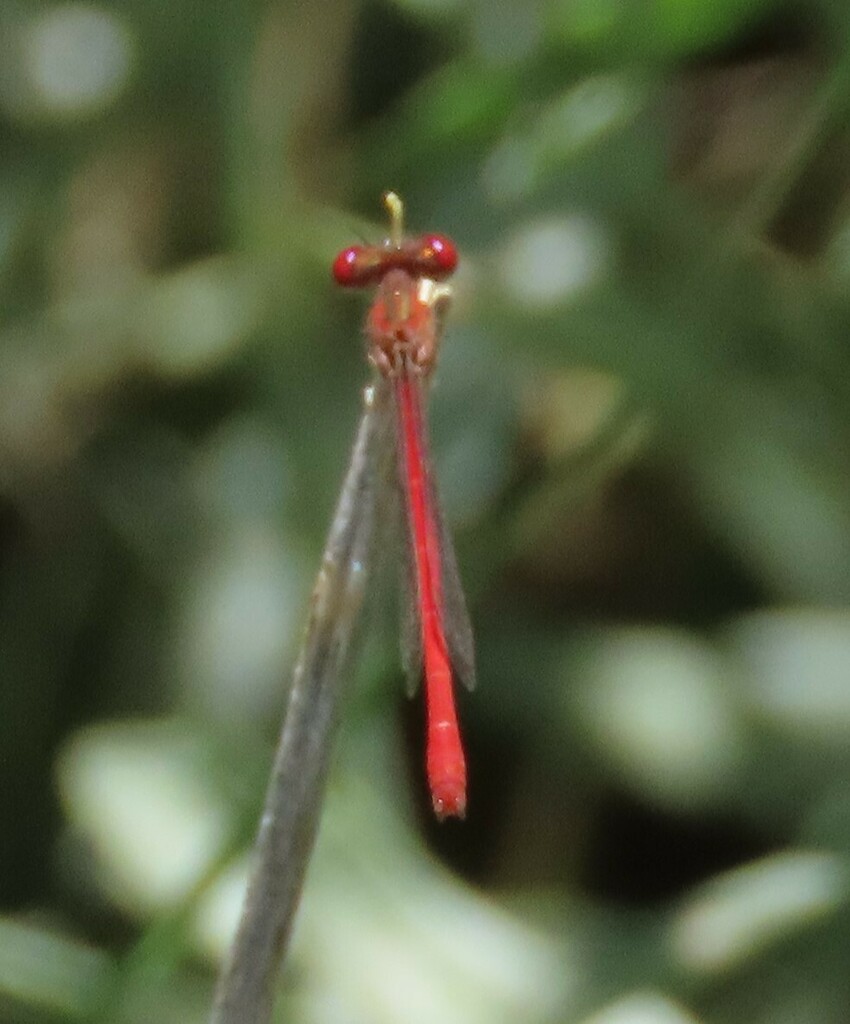 Desert Firetail from Rattlesnake Springs, New Mexico 88220, USA on ...
