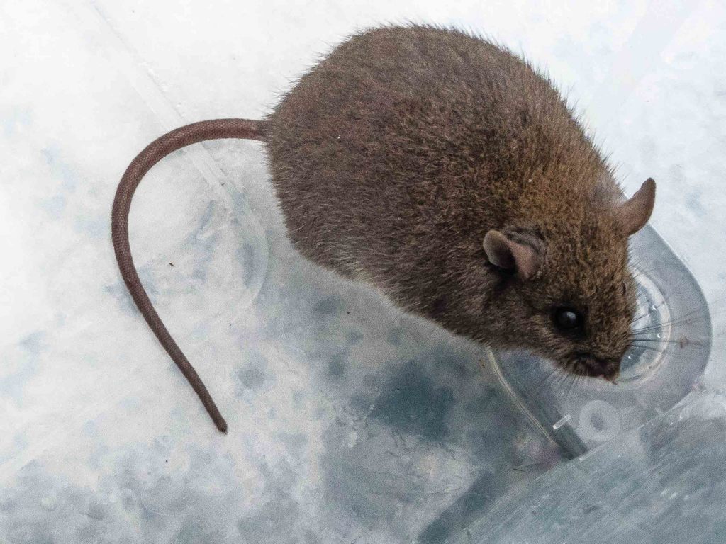 Australian Bush Rat (Rattus fuscipes) - Know Your Mammals