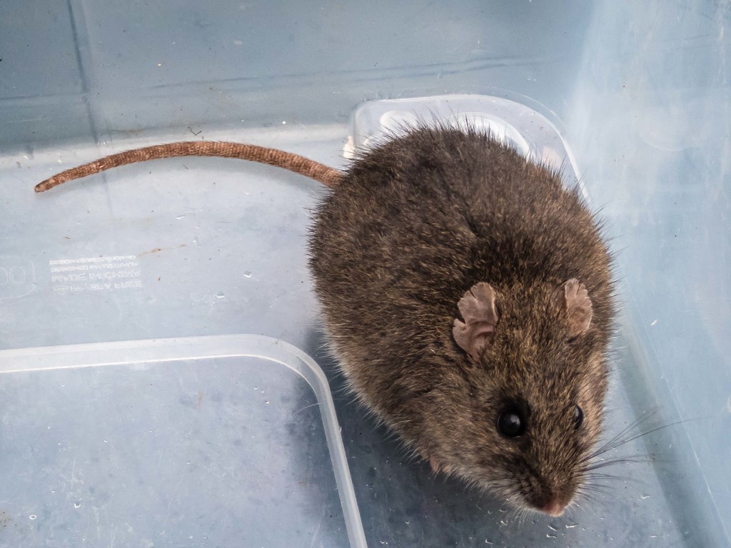 Australian Bush Rat (Rattus fuscipes) - Know Your Mammals