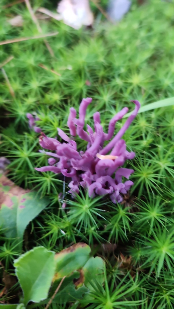 violet coral fungus from Canton on August 31, 2023 at 06:55 PM by ...