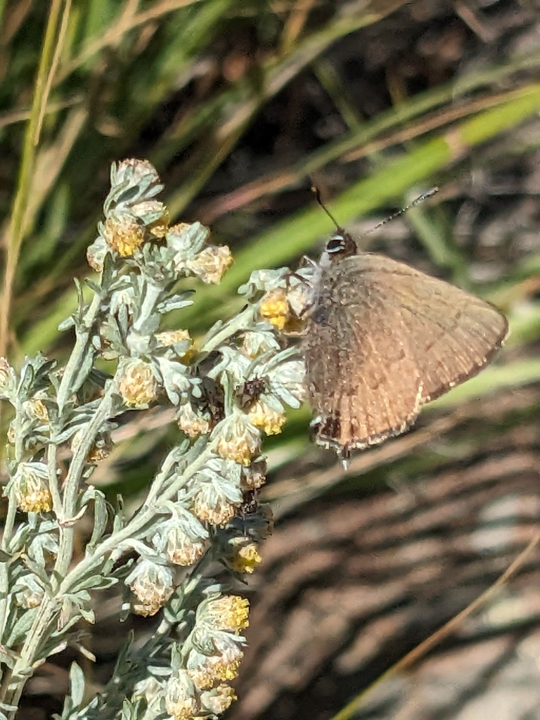 Hedgerow Hairstreak from Boulder, CO 80302, USA on August 31, 2023 at ...