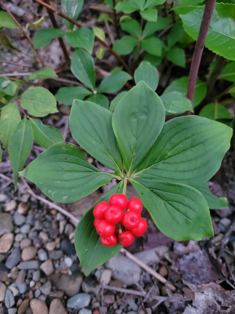 Canadian bunchberry from Middle River, NB E2A 6Y8, Canada on August 31 ...