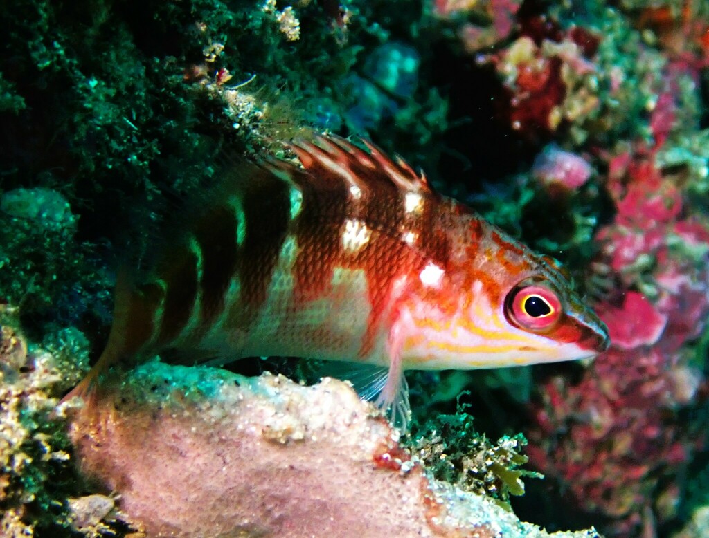 Halfbanded Seaperch from Sydney NSW, Australia on May 29, 2023 at 09:56 ...
