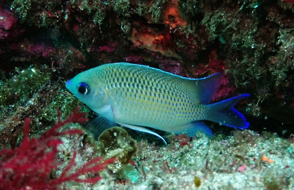 Immaculate Damsel from Sydney NSW, Australia on August 21, 2023 at 09: ...