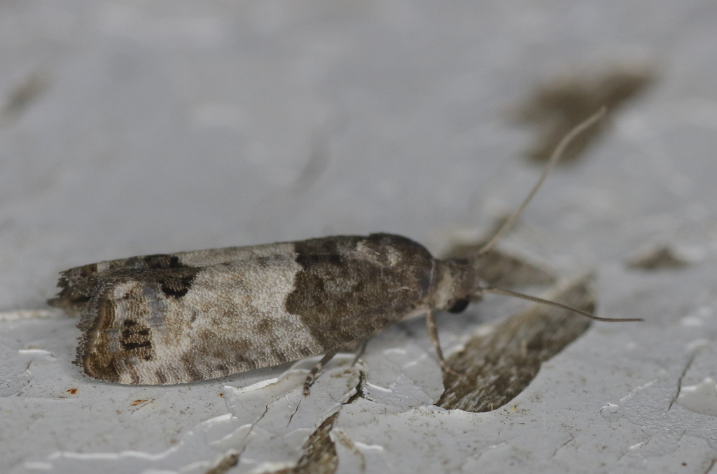 Eye-spotted Bud Moth from Maison Saint-Augustin on July 4, 2023 at 10: ...