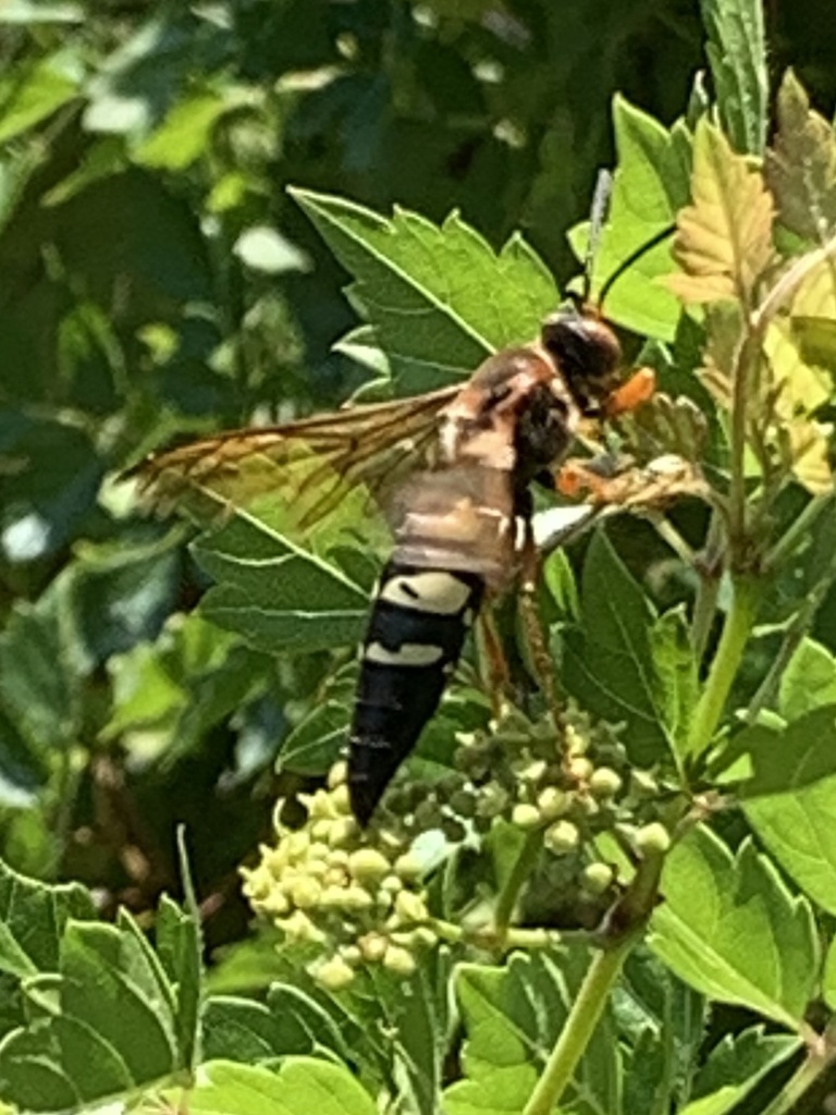 Eastern Cicada-killer Wasp from SH-35, Alvin, TX, US on August 31, 2023 ...