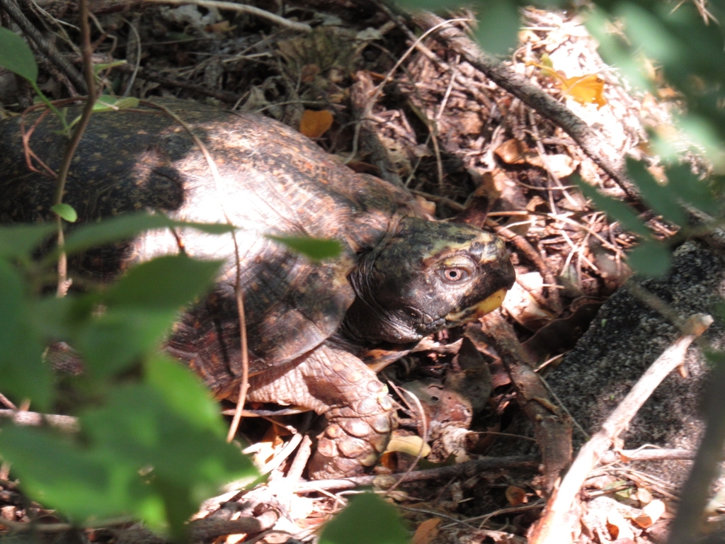 Northern Spotted Box Turtle in August 2023 by Paloma Montijo. con ...