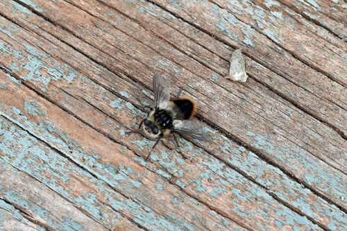 Common Cattle Grub (Hypoderma lineatum) · iNaturalist