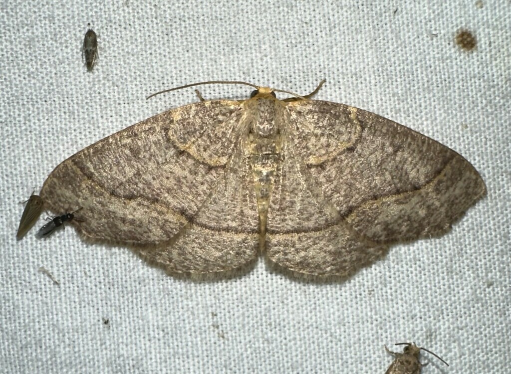 Curved-lined Looper Moth from Along Ijams Branch, off of Co. Rd. 275 ...