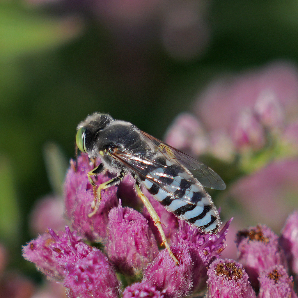 American Sand Wasp from San Joaquin Marsh, Irvine, CA 92612, USA on ...
