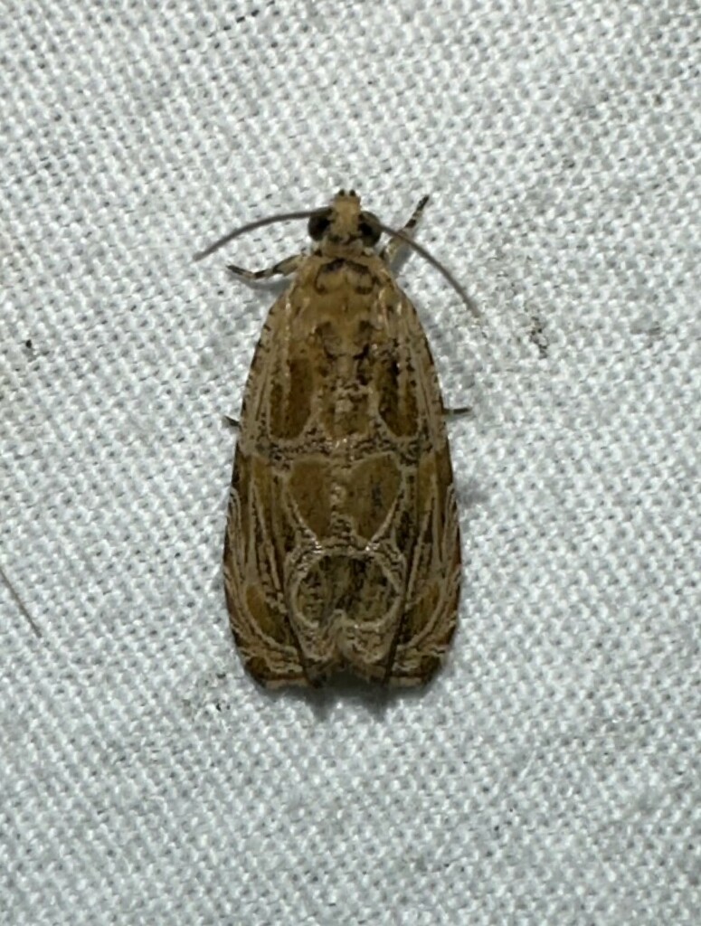 Olethreutes Moths from Along Ijams Branch, off of Co. Rd. 275 ...