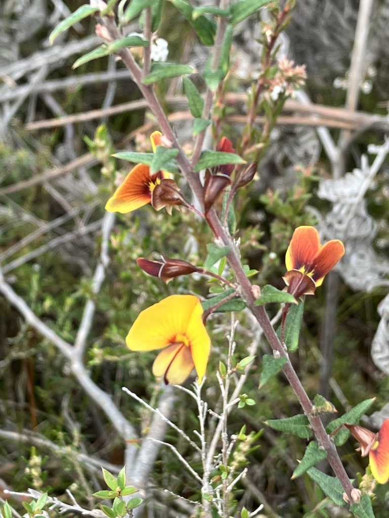 Showy Bossiaea from Tasmania, Huntingfield, TAS, AU on September 1 ...