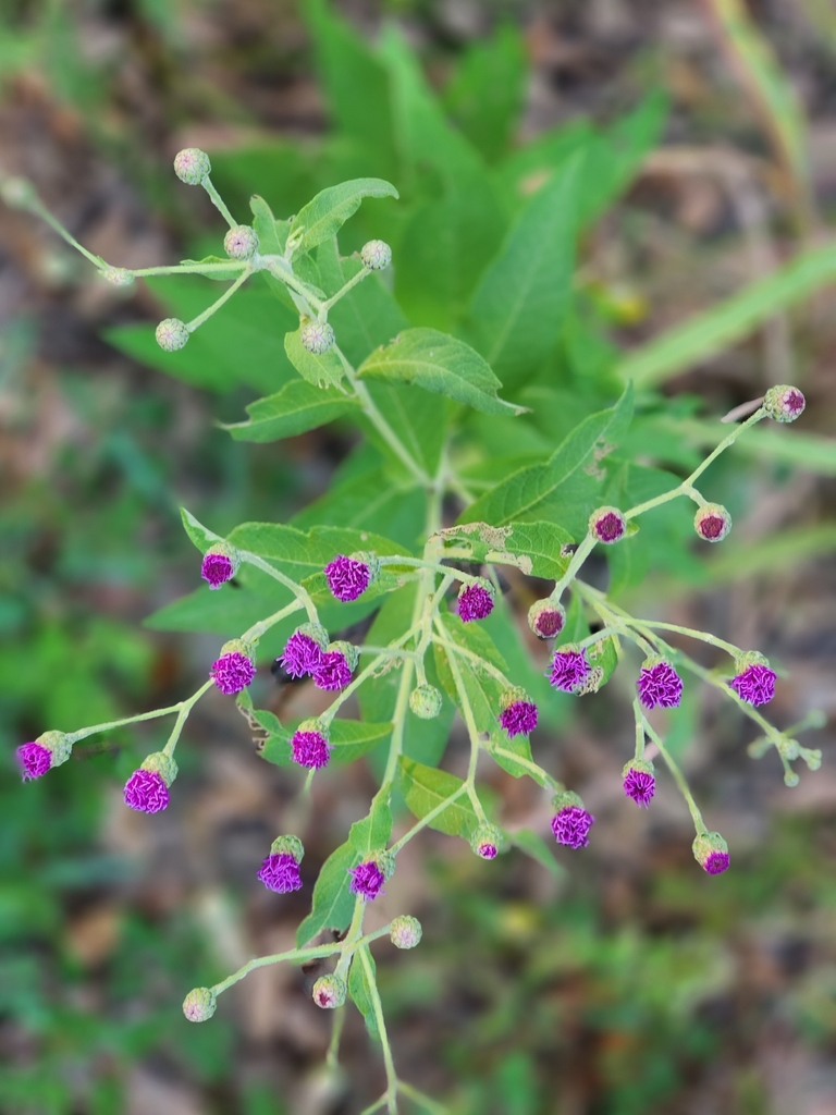 Western Ironweed from Dr. Billy Seely Nature Loop Deer Park, TX, USA on ...