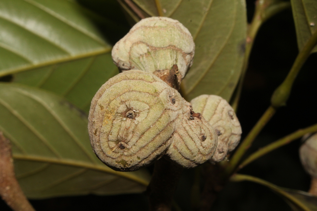 Lithocarpus balansae: plant details - WorldFloraDB