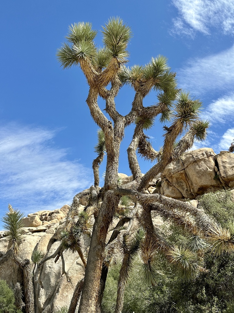 Western Joshua Tree from Joshua Tree National Park, Desert Hot Springs ...