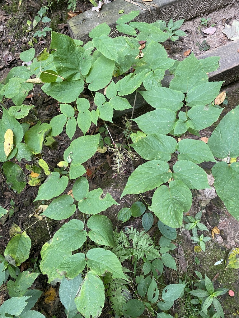American spikenard in August 2023 by Christopher David Benda · iNaturalist