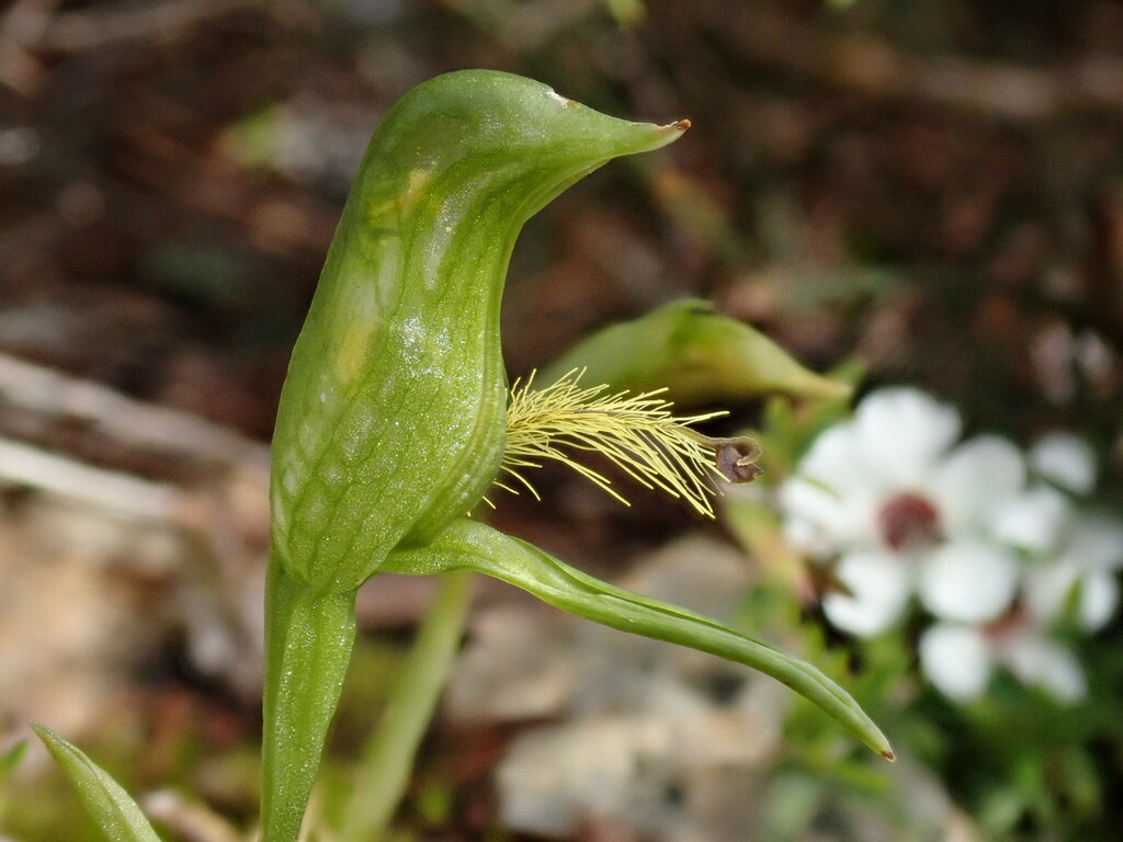 Pterostylis straminea from Memana TAS 7255, Australia on October 15 ...