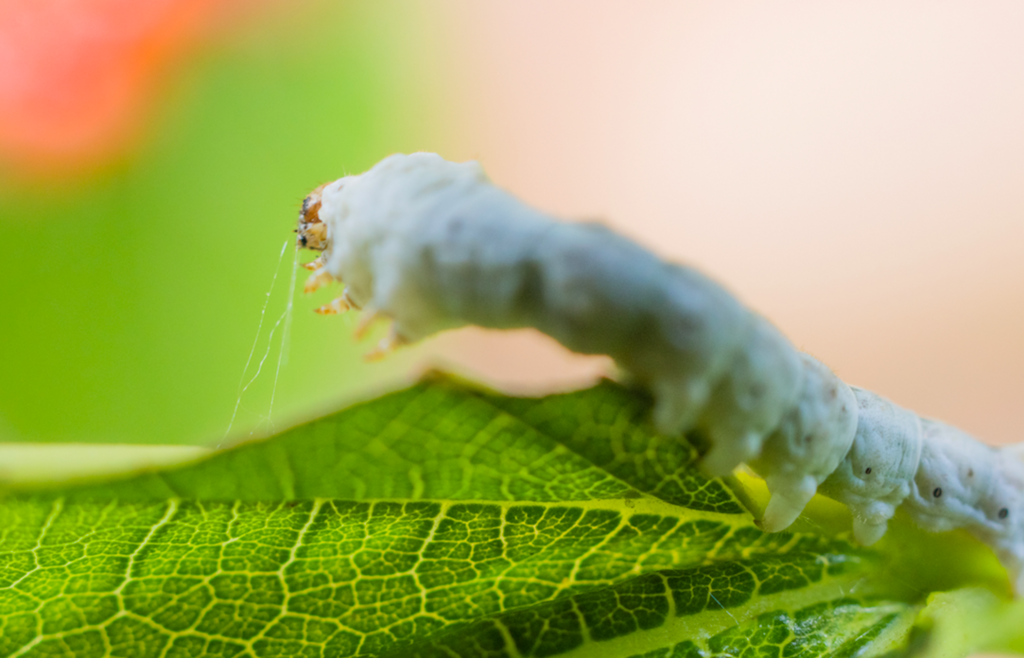 Domesticated Silkmoth from Sapilang, Bacnotan, La Union, Philippines on ...