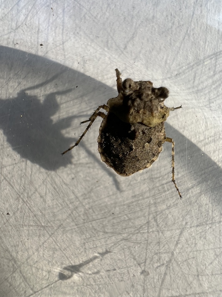 Big-eyed Toad Bug from Jennings, LA, US on August 31, 2023 at 05:41 PM ...