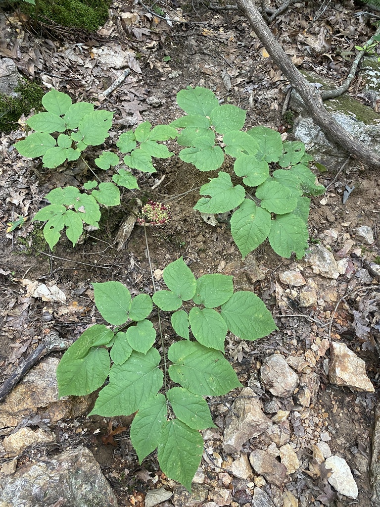 American spikenard in August 2023 by Christopher David Benda · iNaturalist