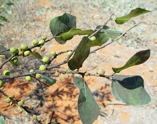 Variety Ficus aculeata indecora · iNaturalist
