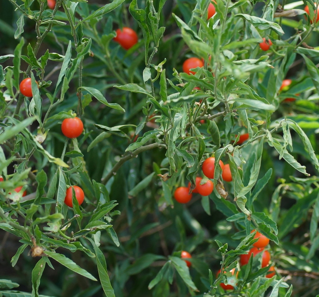 Jerusalem cherry from Pert's River Reserve, Yea VIC 3717, Australia on ...