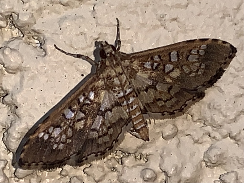 Stained-glass Moth from State Highway 35, Alvin, TX, US on August 31 ...