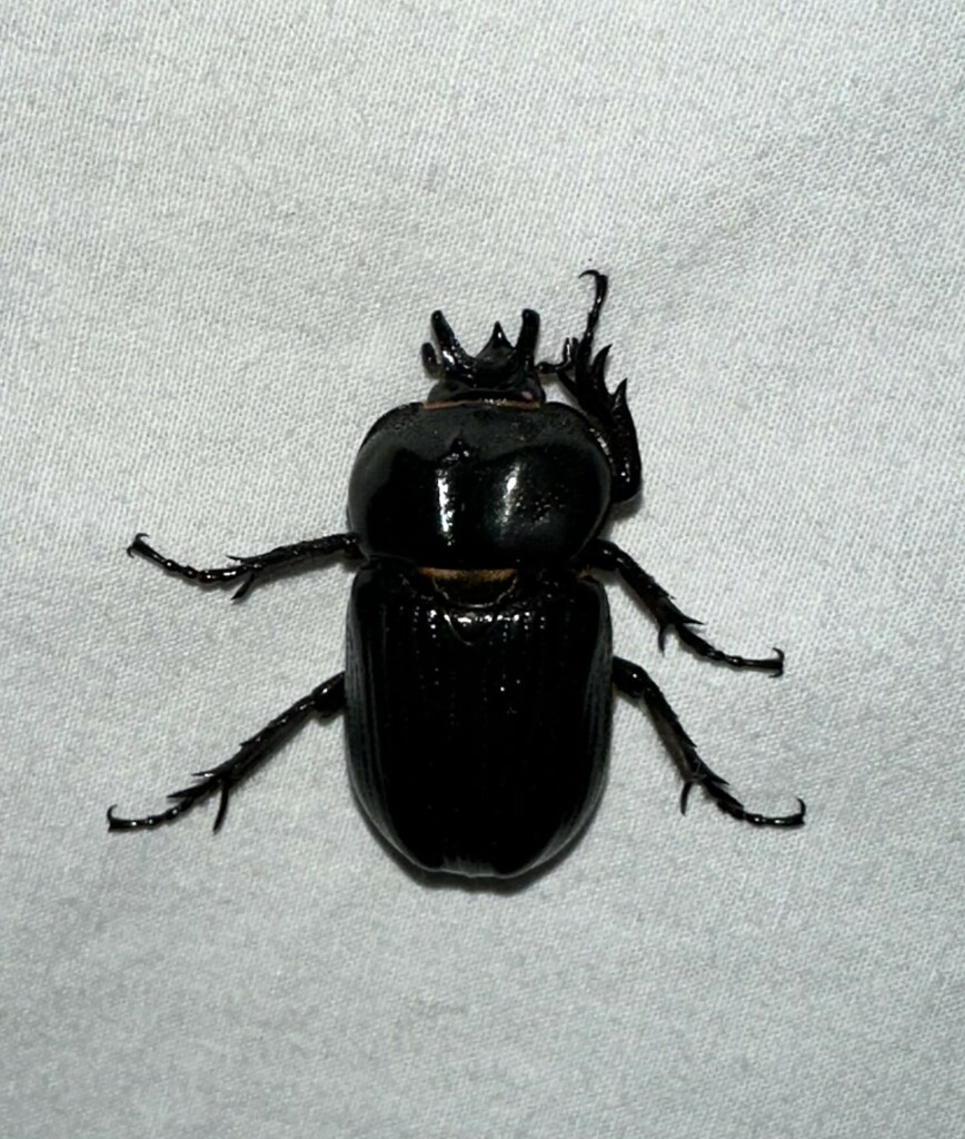 Triceratops Beetle from Along Ijams Branch, off of Co. Rd. 275 ...