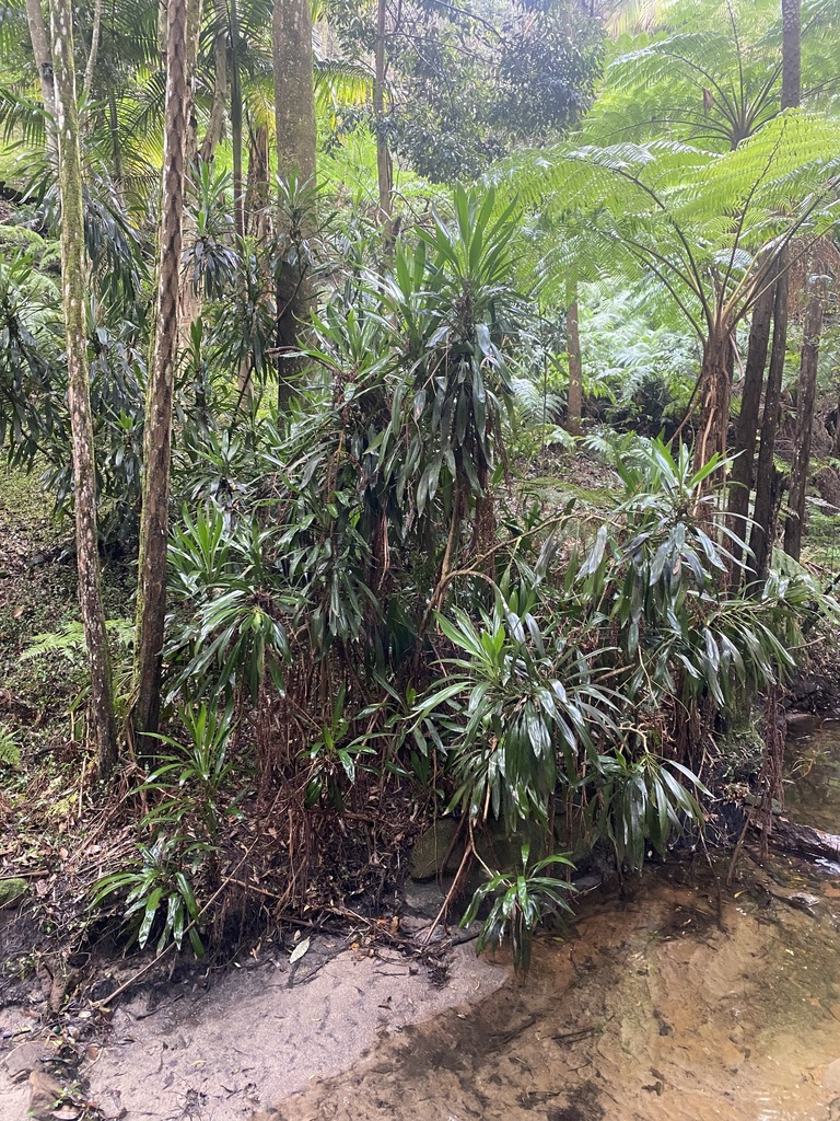 cabbage trees and allies from Sydney NSW, Australia on September 1 ...