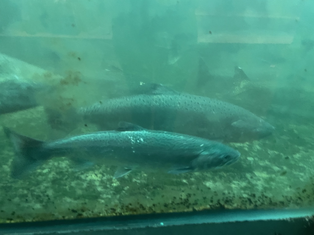 Coho Salmon from Magnolia Connector, Seattle, WA, US on August 31, 2023 ...