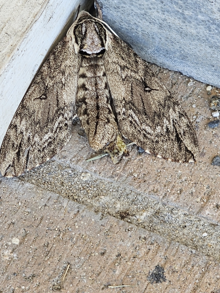 Catalpa Sphinx from Freehold, NJ 07728, USA on August 31, 2023 at 04:04 ...