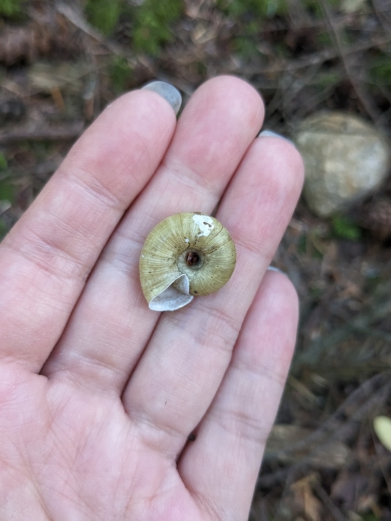 Robust Lancetooth Snail from NB Mariner Way @ 500 Block, Coquitlam, BC ...