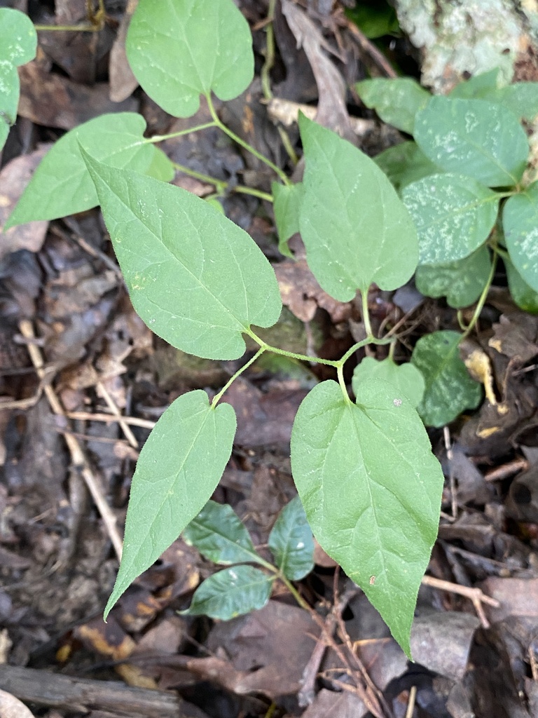 Virginia snakeroot in August 2023 by Christopher David Benda · iNaturalist