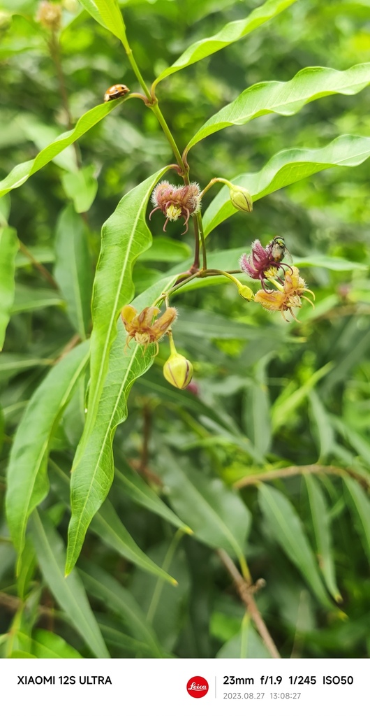 Periploca sepium from 中国北京市延庆区 on August 27, 2023 at 01:08 PM by ...