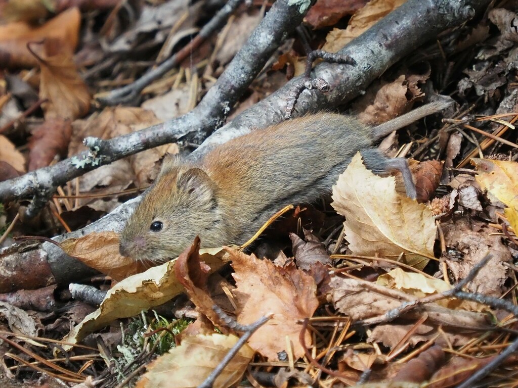 Northern Red-backed Vole from Skagway, AK 99840, USA on August 24, 2023 ...